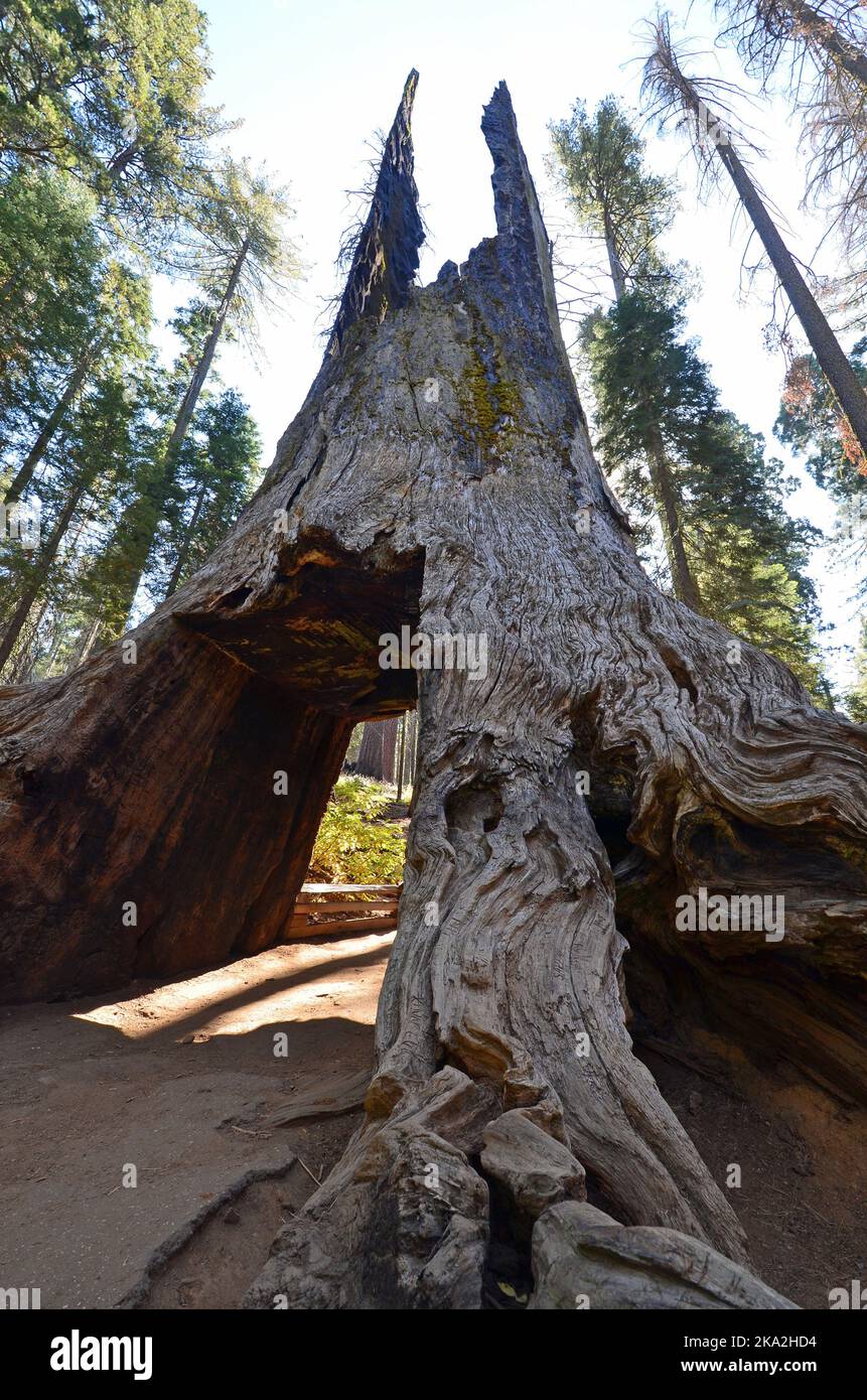 The path carved through the center of the Giant Sequoia tree, close-up ...