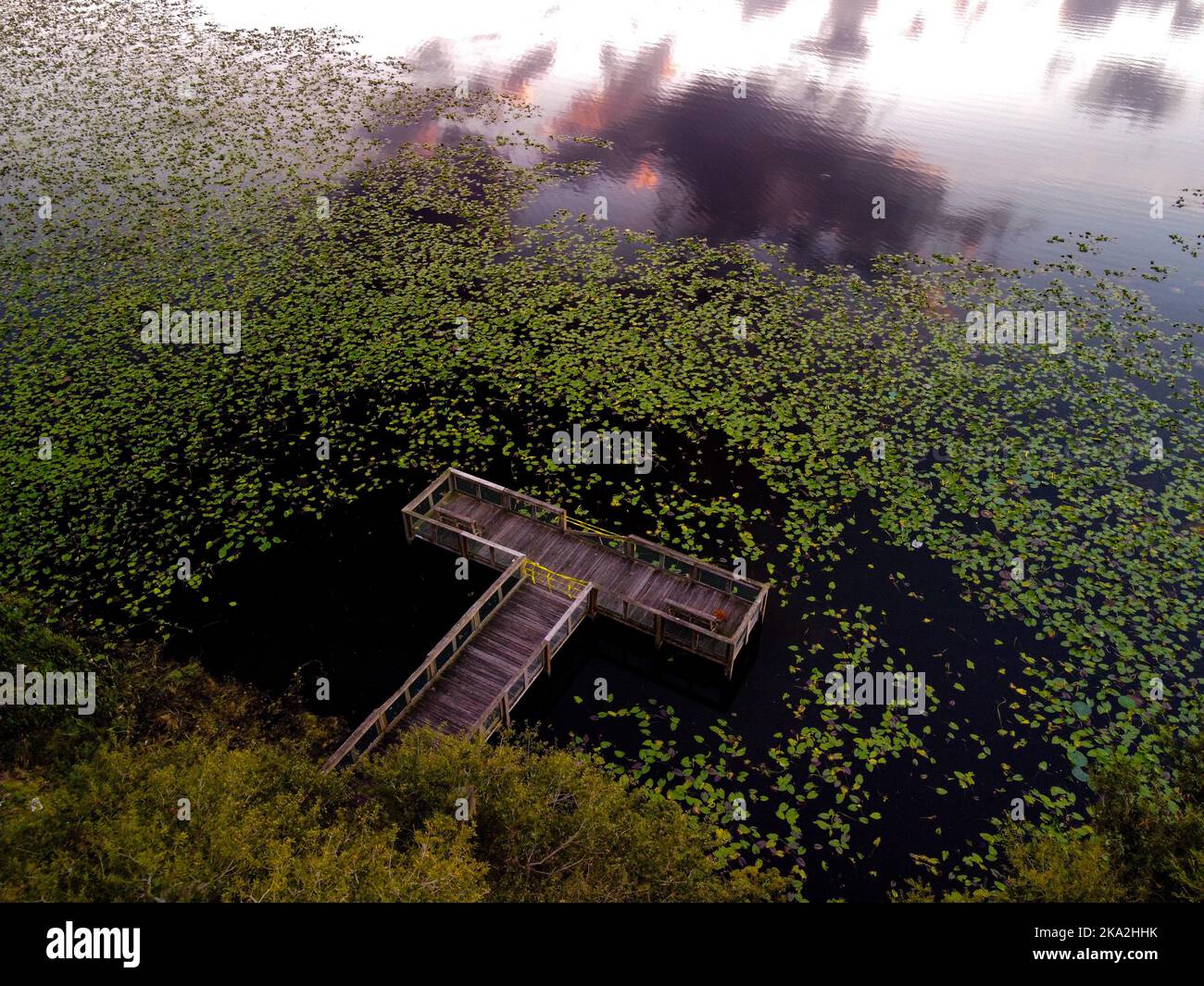 An abandoned dock on a lake covered with vegetation Stock Photo - Alamy