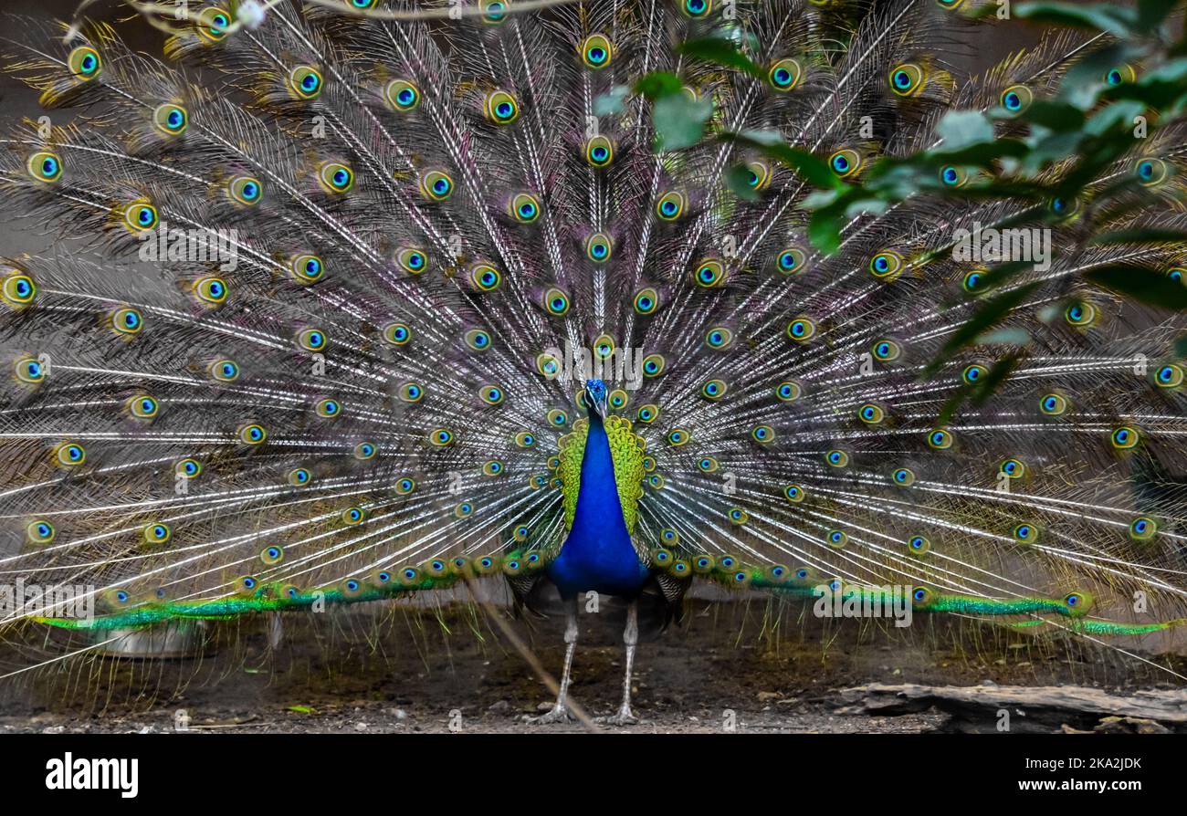Fanning tail hi-res stock photography and images - Alamy