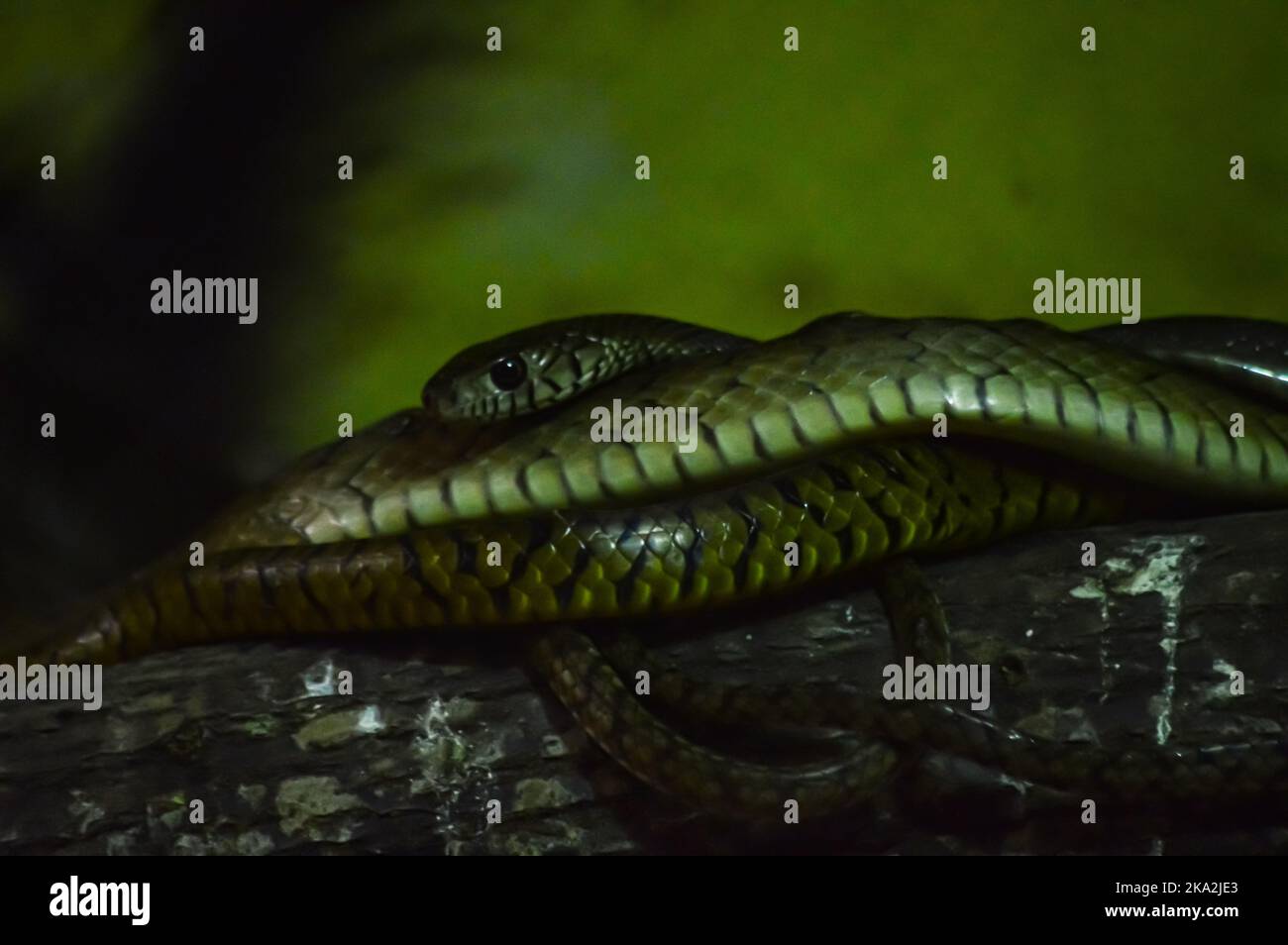 Coiling snake hi-res stock photography and images - Alamy