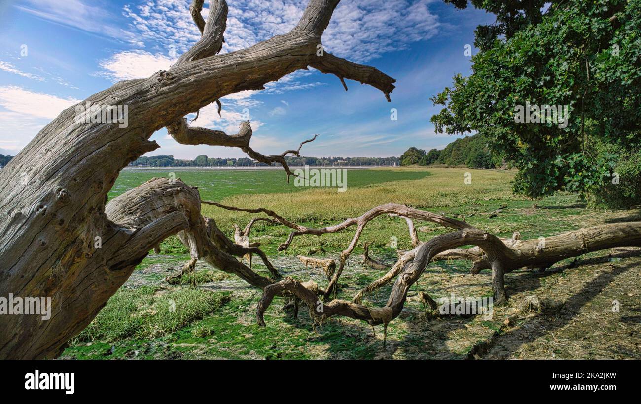 The fallen tree on the riverbank at the green park Stock Photo - Alamy