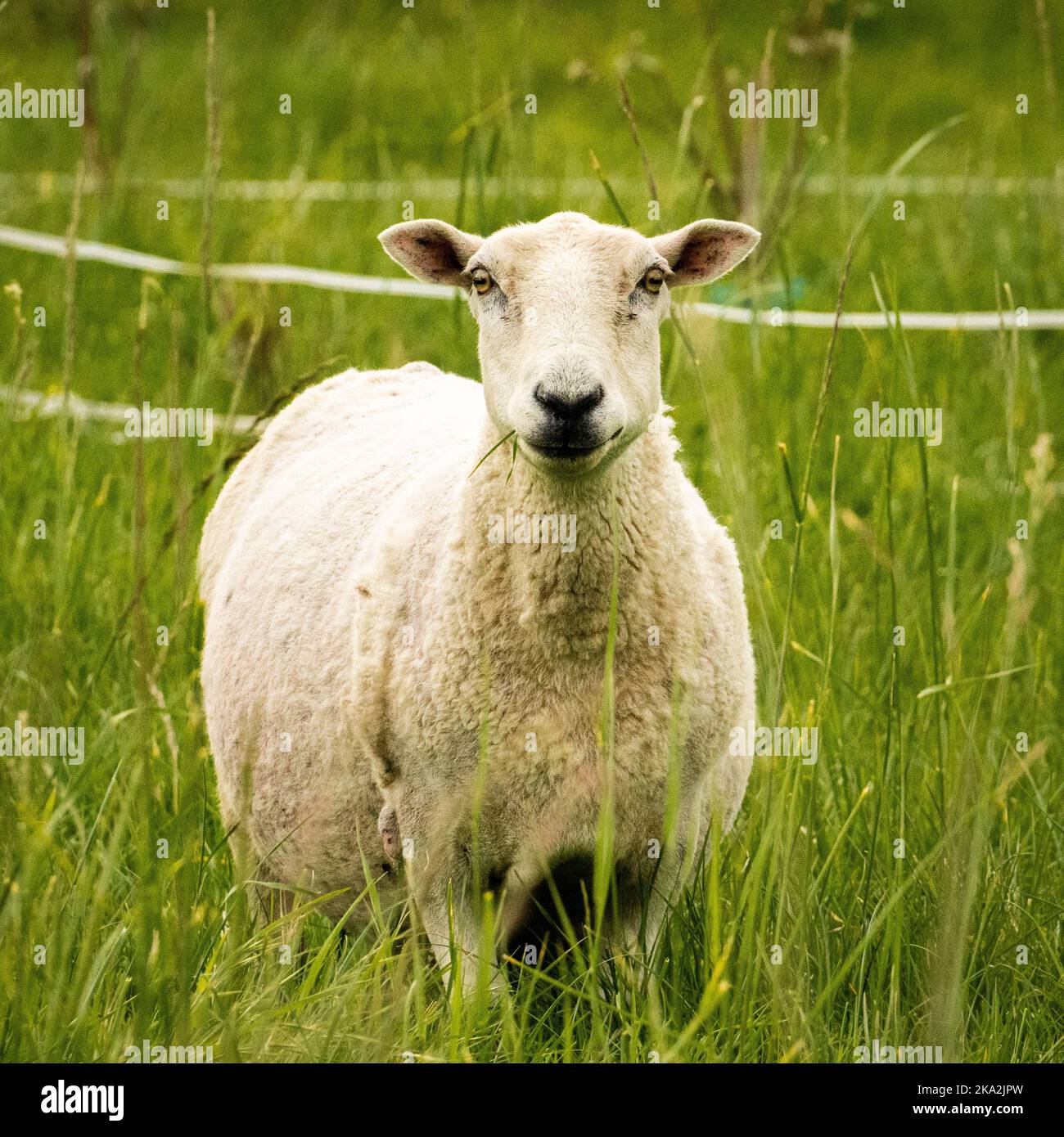 Straight filed hi-res stock photography and images - Alamy