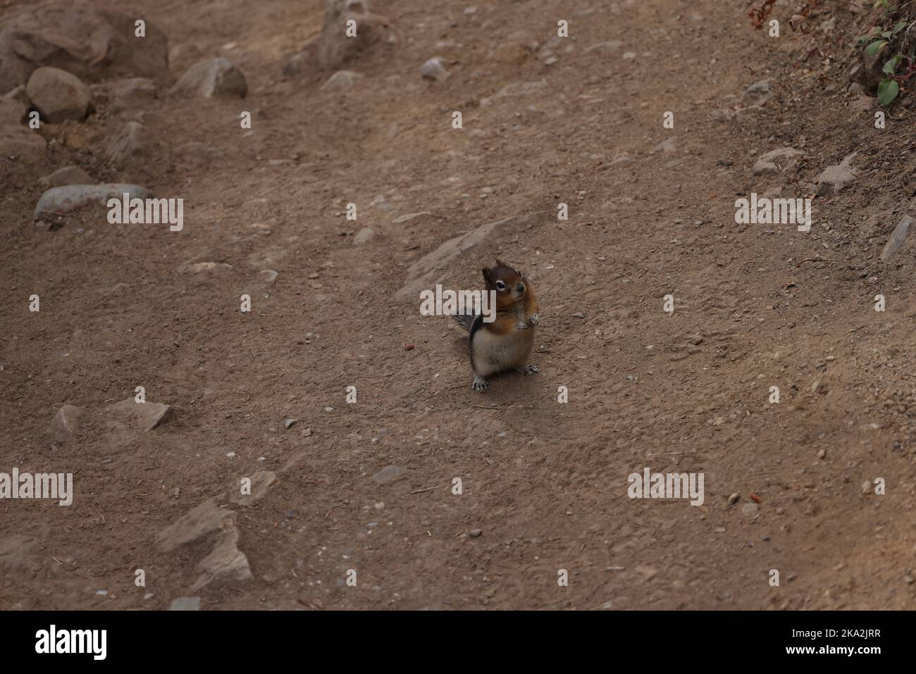 A high angle shot of a tiny squirrel standing on the ground and looking ...