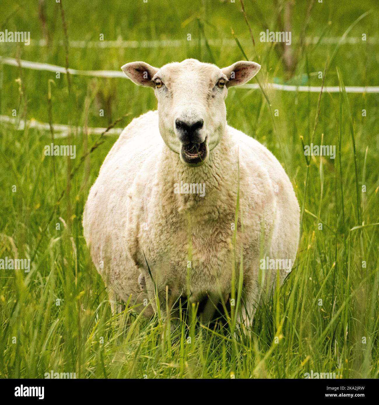 A Lleyn sheep grazing in a green field looking straight into the camera ...