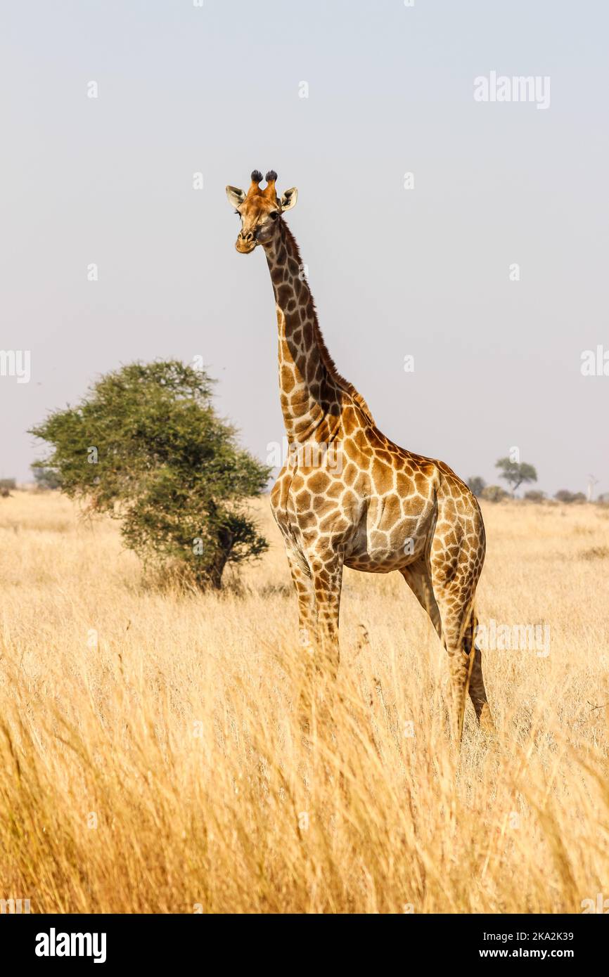 Nice giraffe hi-res stock photography and images - Alamy
