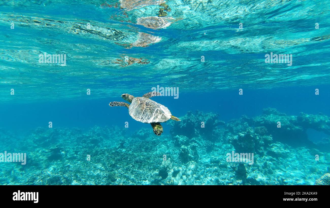 A sea turtle diving up to the surface of the sea Stock Photo - Alamy