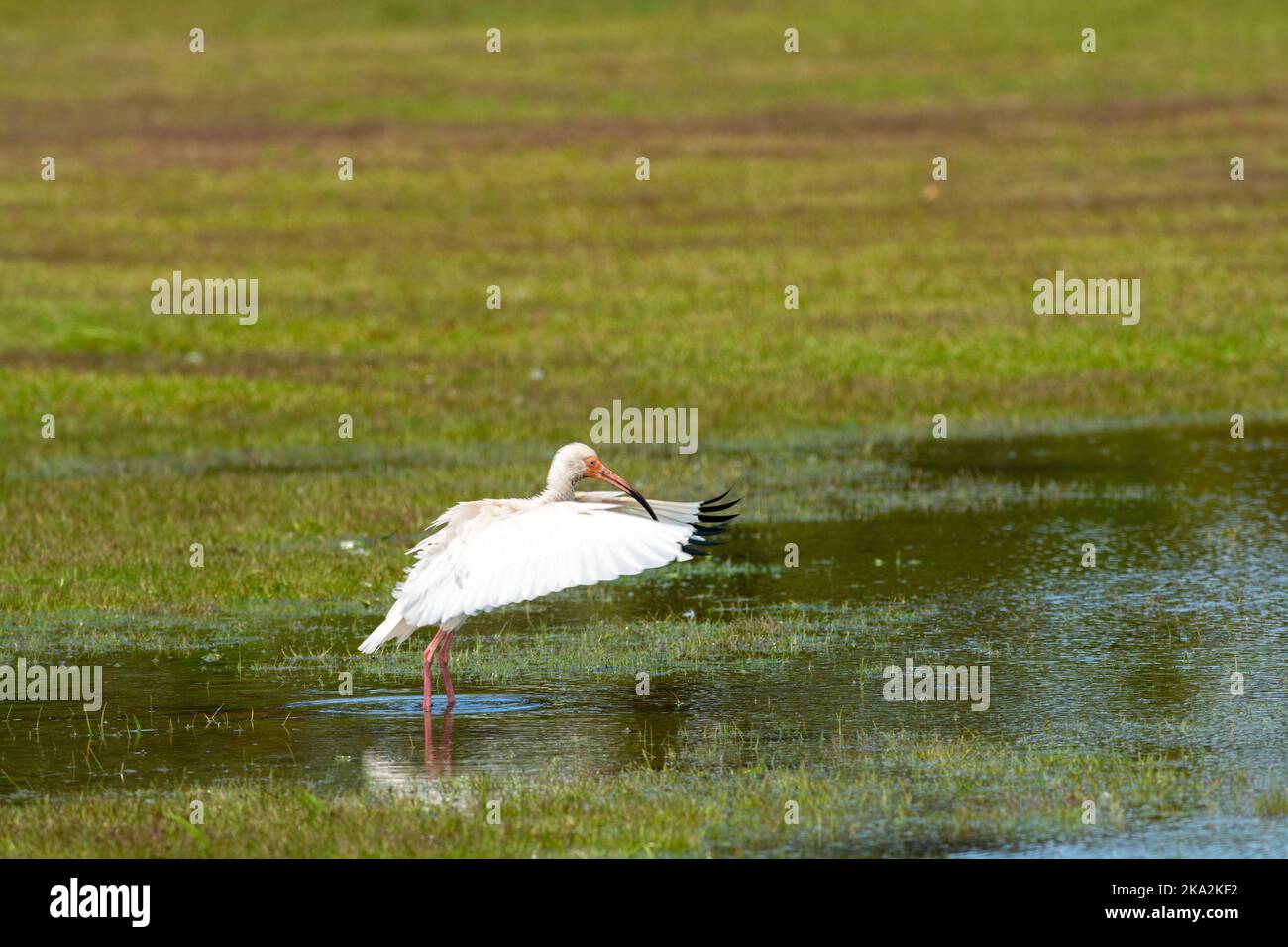 Harkers island north carolina hi-res stock photography and images - Alamy