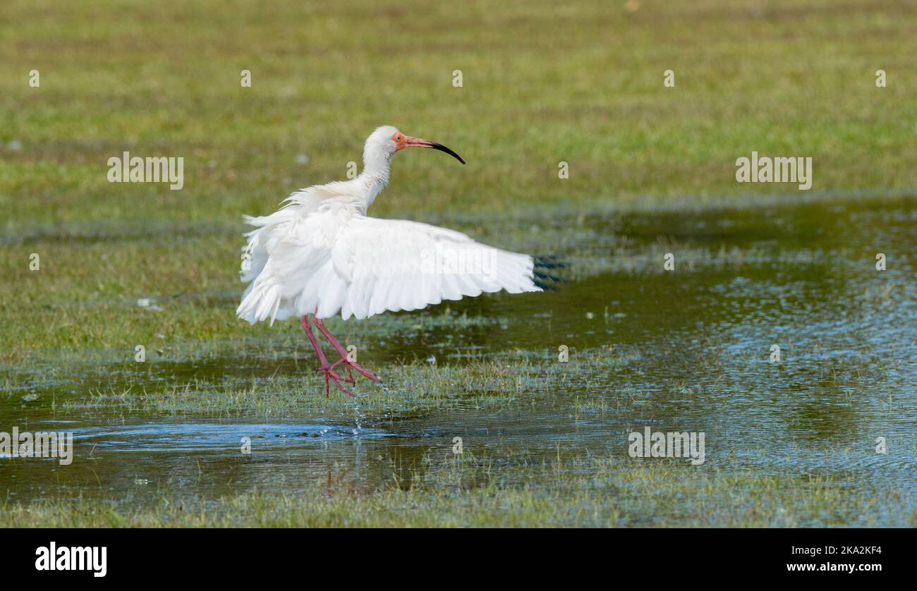 A white ibis near the water in Harkers Island, North Carolina Stock ...