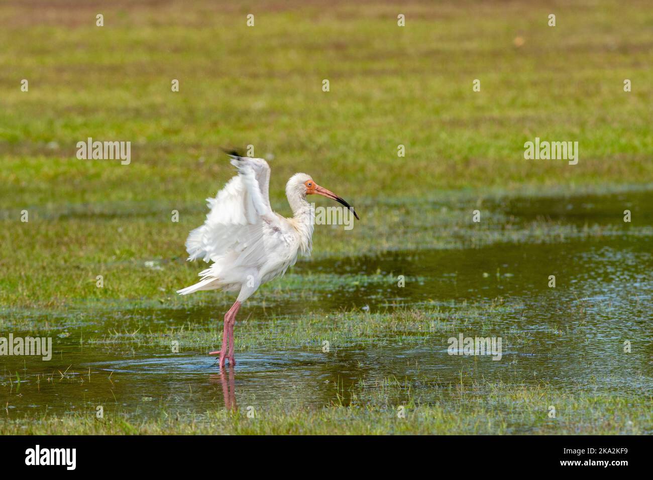 A white ibis near the water in Harkers Island, North Carolina Stock ...
