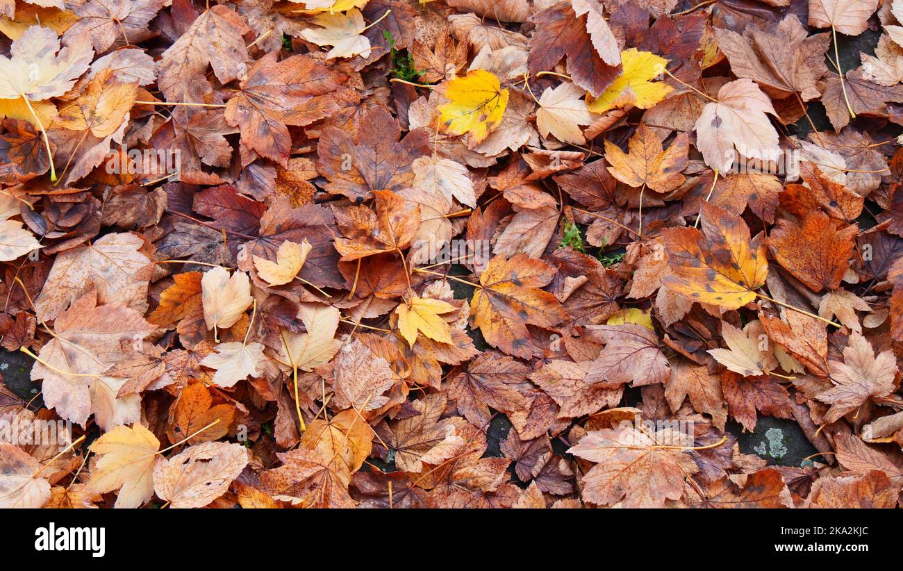Autumn in the forest. Fallen yellow leaves on the earth. Warming photo ...