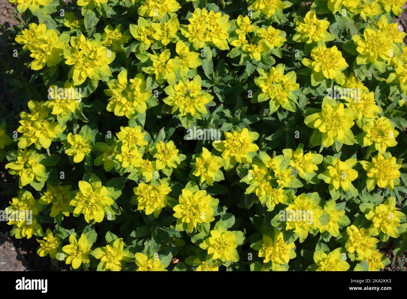 Cushion spurge euphorbia polychroma hi-res stock photography and images ...