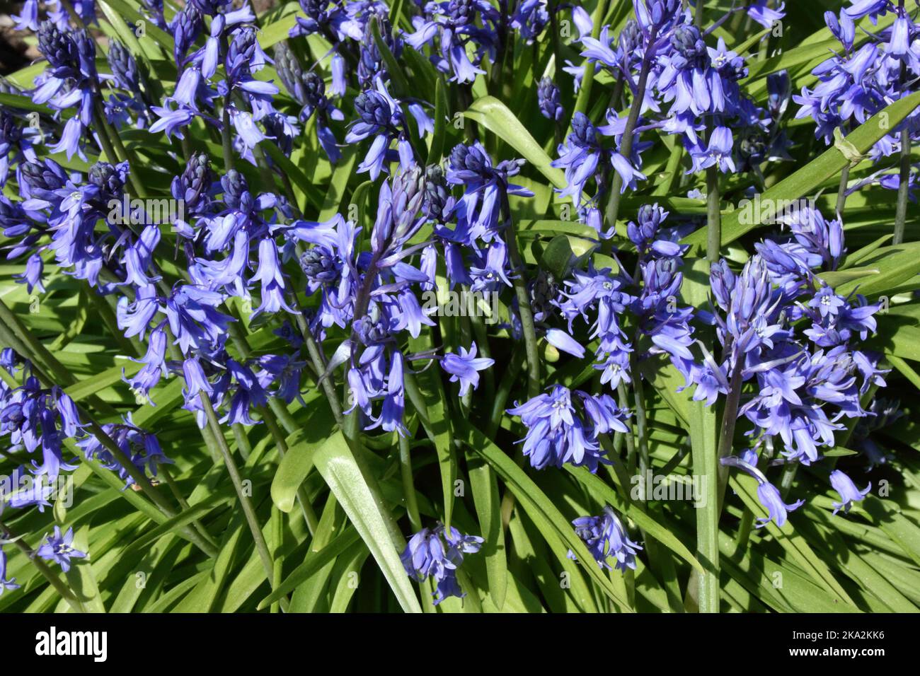 Spanish Bluebells (Hyacinthoides hispanica) in garden Stock Photo - Alamy