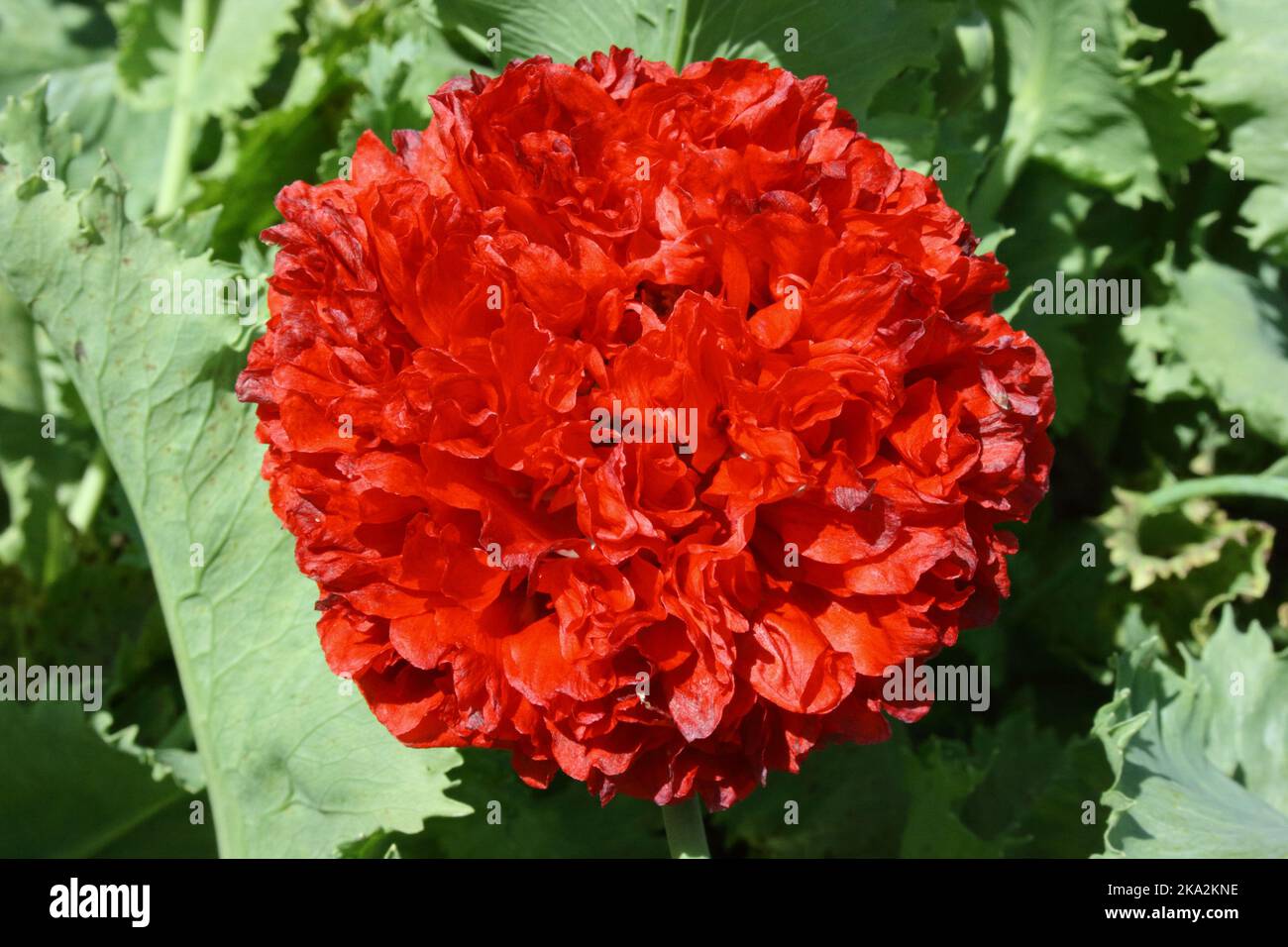 Flower of Opium Poppy (Papaver somniferum 'Scarlet Peony' Stock Photo ...