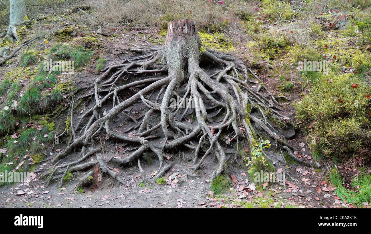 Stump with unusual roots. Giant tree roots in the forest. Photo from ...