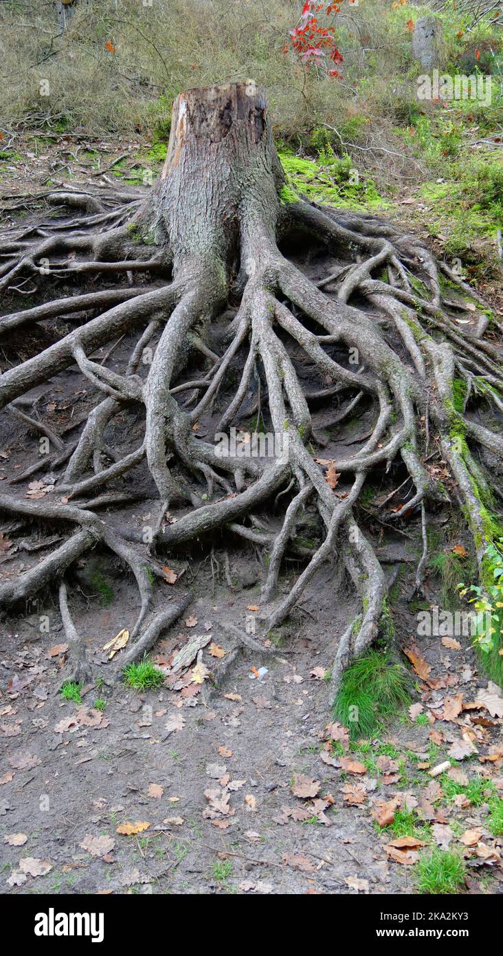 Stump with unusual roots. Giant tree roots in the forest. Photo from ...