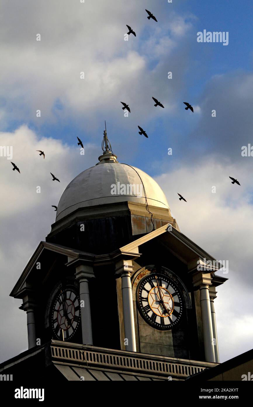 An aerial view of pigeons flying over clock tower building Stock Photo ...