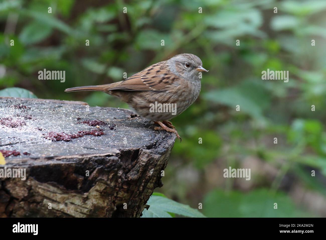 A closeup of Wren bird perching on rock in green nature background ...