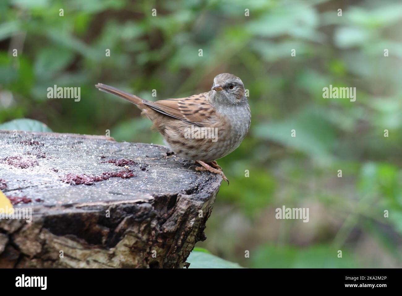 A closeup of Wren bird perching on rock in green nature background ...