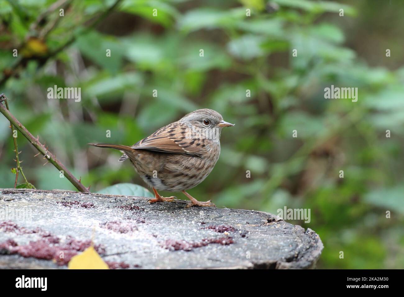 A closeup of Wren bird perching on rock in green nature background ...