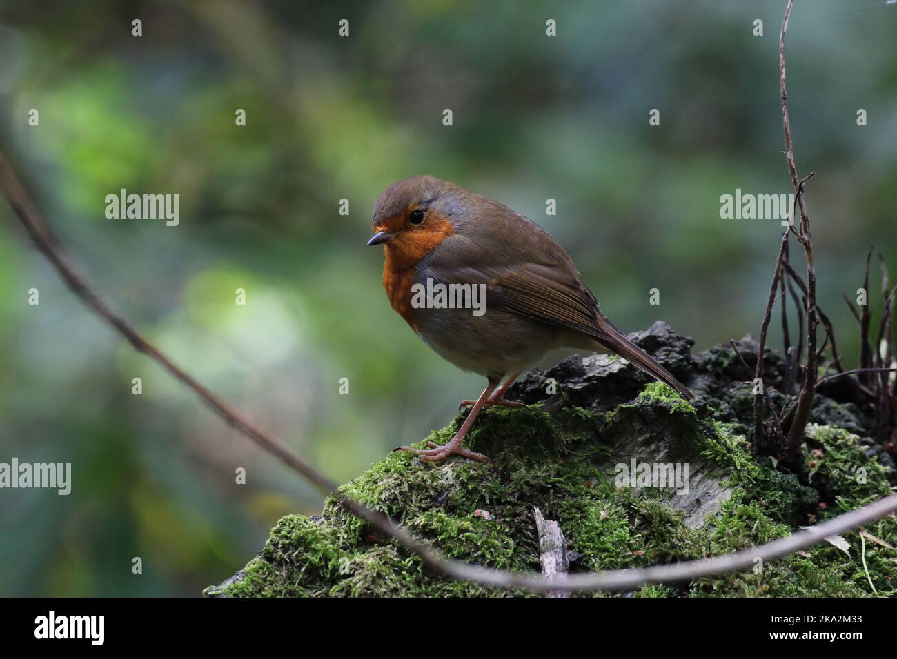 A Robin redbreast perching on rock isolated in green nature background ...