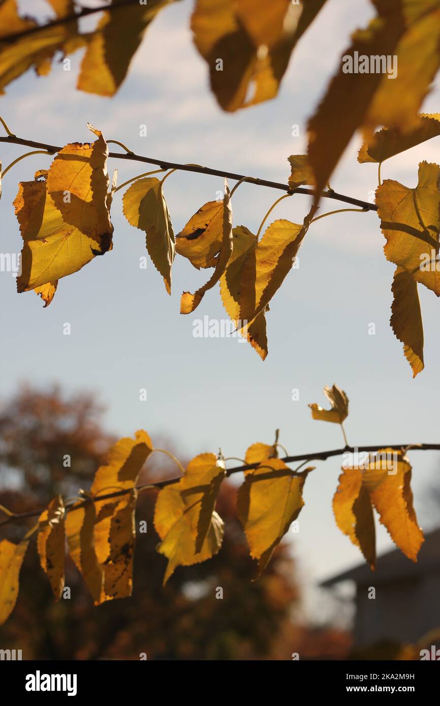 Golden autumn leaves bursting with bright colors Stock Photo - Alamy