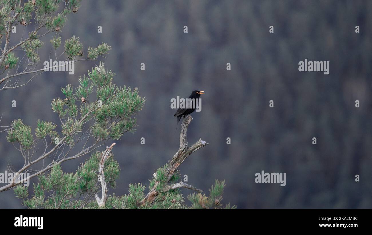 A side view of Common blackbird perched on pine tree branch on blur ...