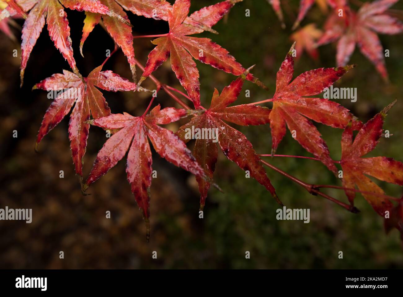 The close-up view of a branch of a tree with red-colored autumn leaves ...