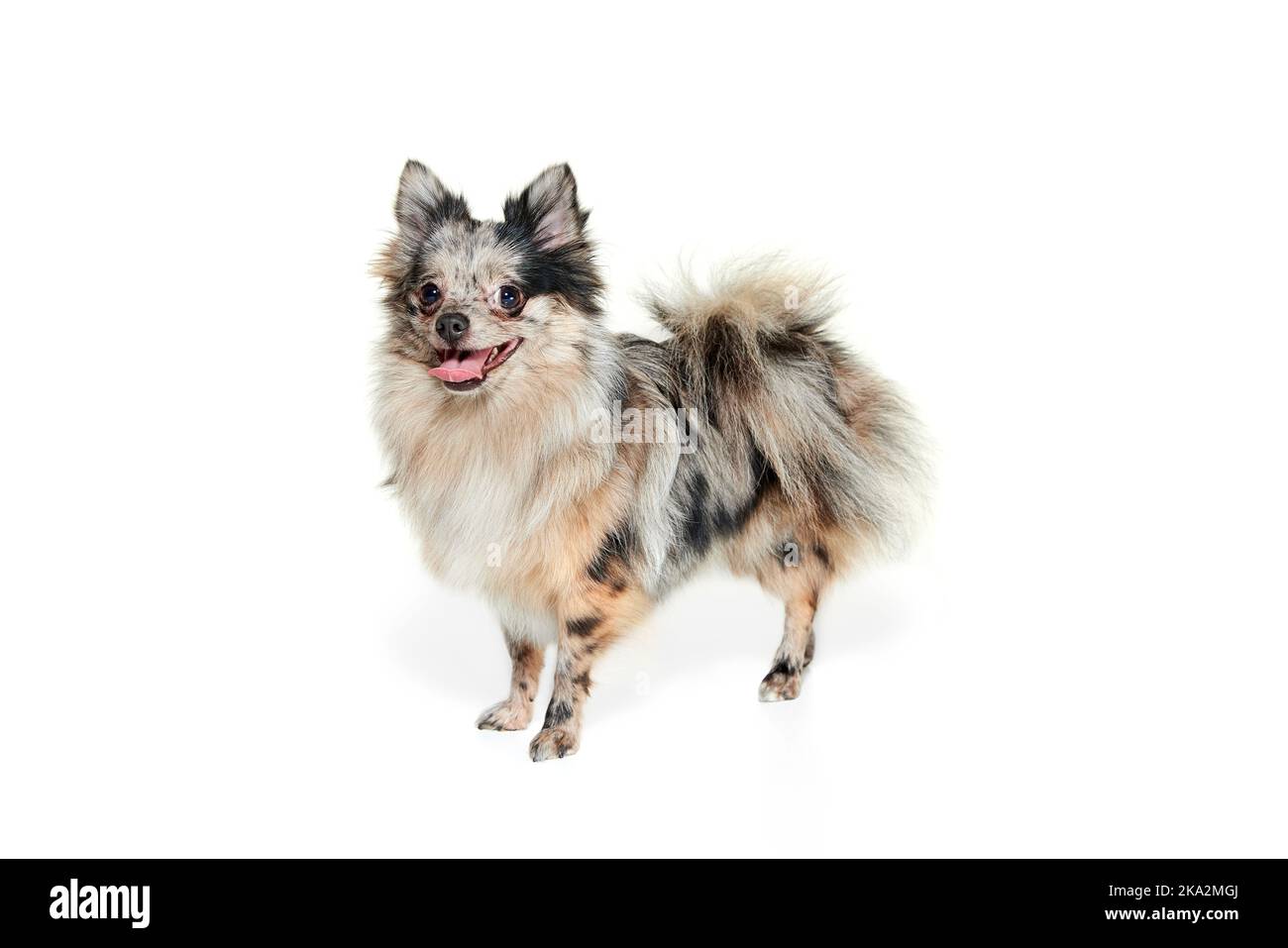 Portrait of cute small dog, Pomeranian spitz calmly standing isolated ...