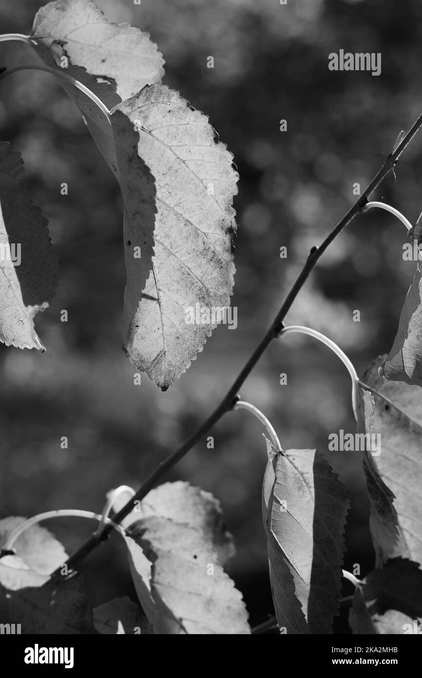 Typical common autumn leaves growing on the branches in a black and ...