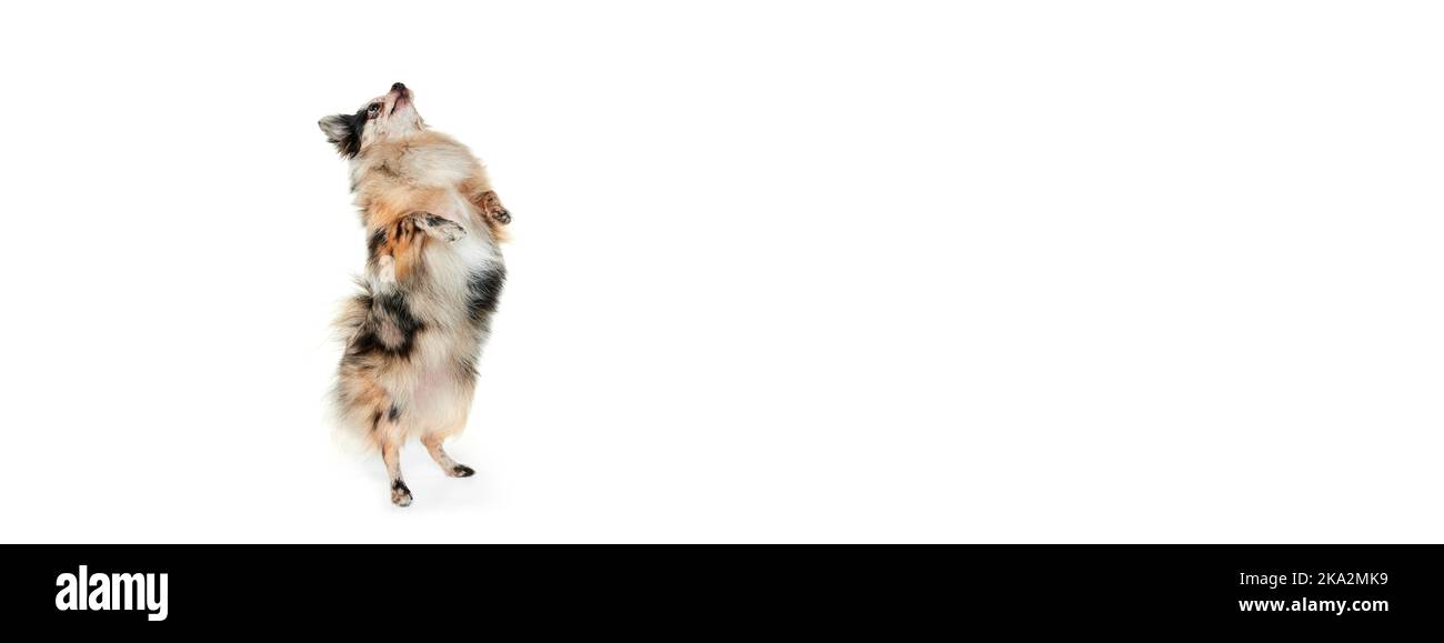 Portrait of cute small dog, Pomeranian spitz standing on hind legs ...