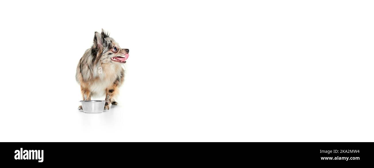 Portrait of cute small dog, Pomeranian spitz eating isolated over white ...