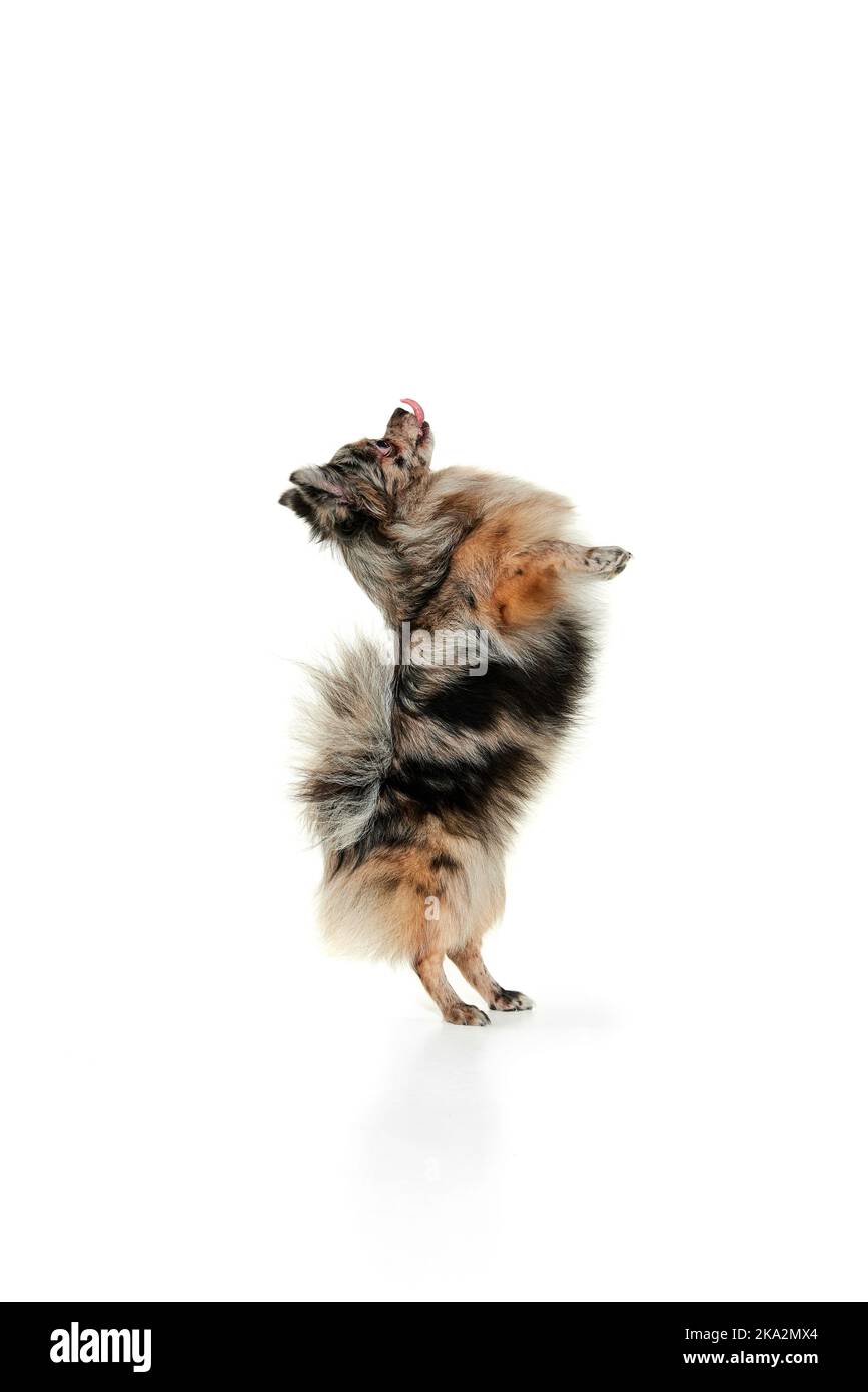 Portrait of cute small dog, Pomeranian spitz standing on hind legs ...