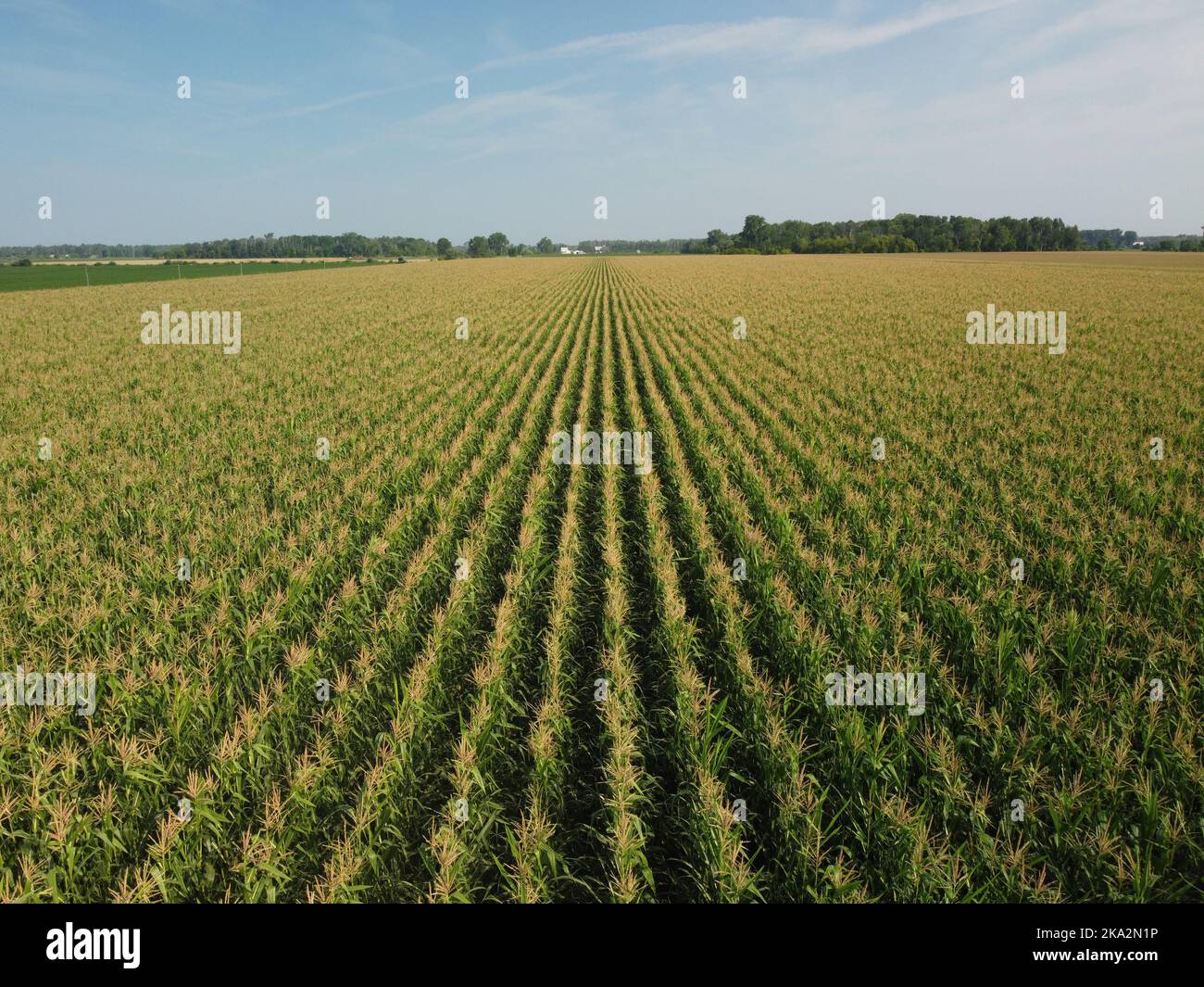 A top view of dense green large corn fields under blue sky in Notre ...