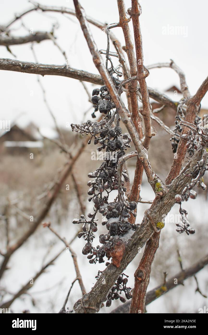 Branches of a deciduous grass, bushes covered with ice crust after ...