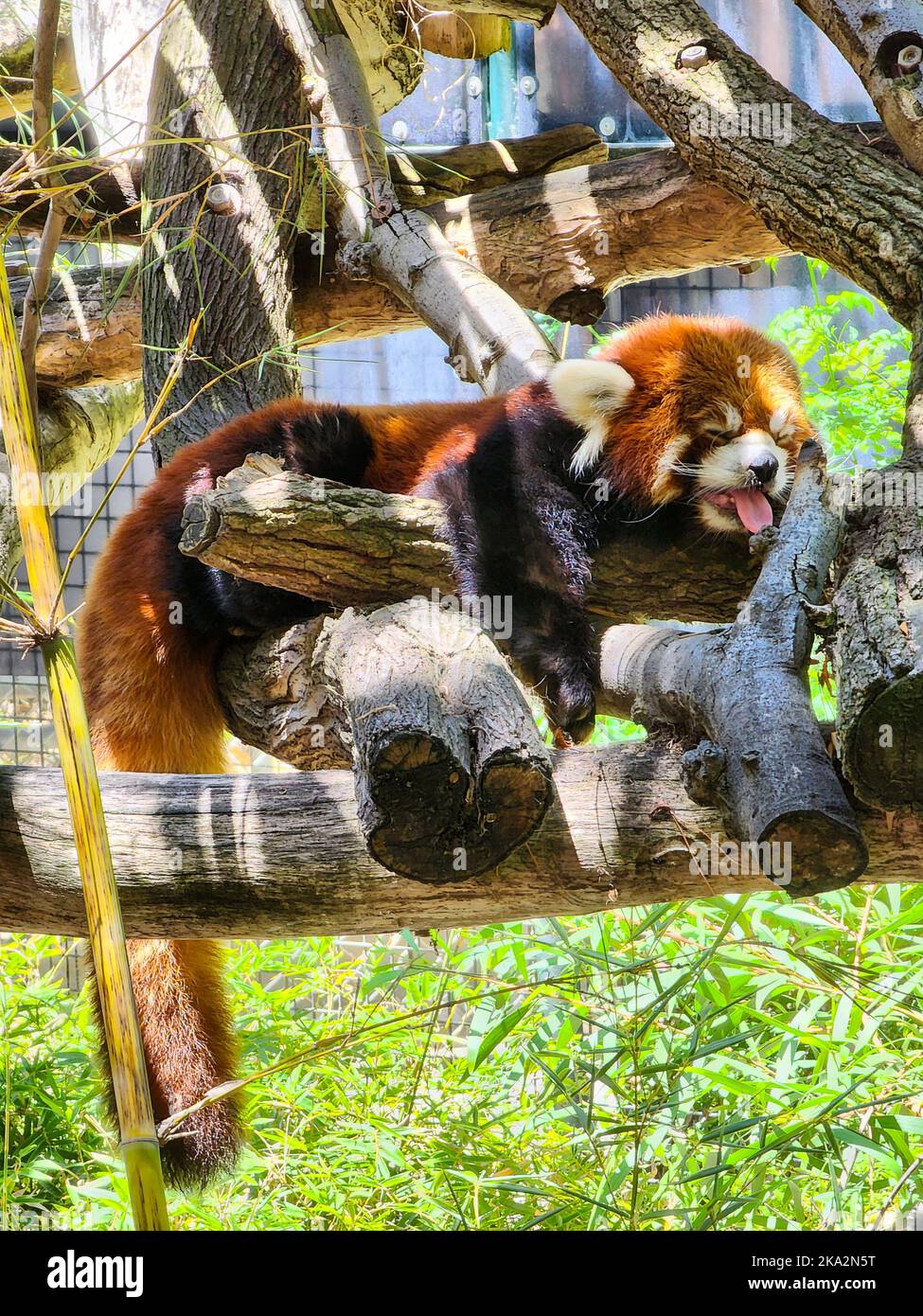 A vertical shot of a red panda at the La Jolla Cove, San Diego, CA ...