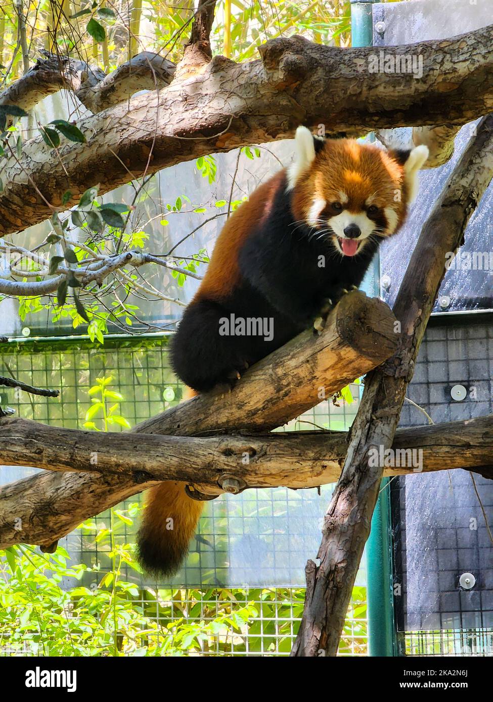 A vertical shot of a red panda at the La Jolla Cove, San Diego, CA ...
