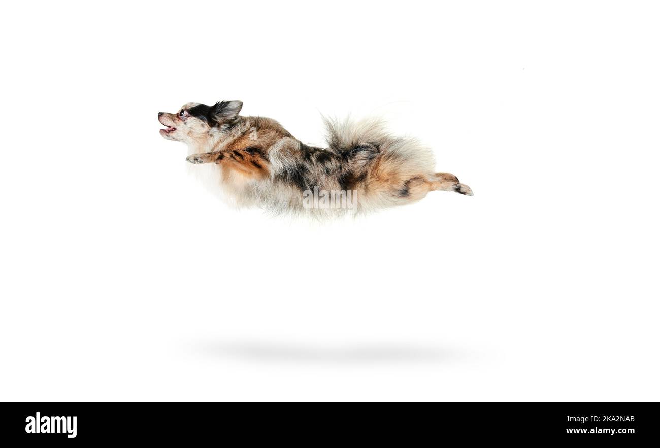 Portrait of cute, funny, small dog, Pomeranian spitz jumping in a run ...
