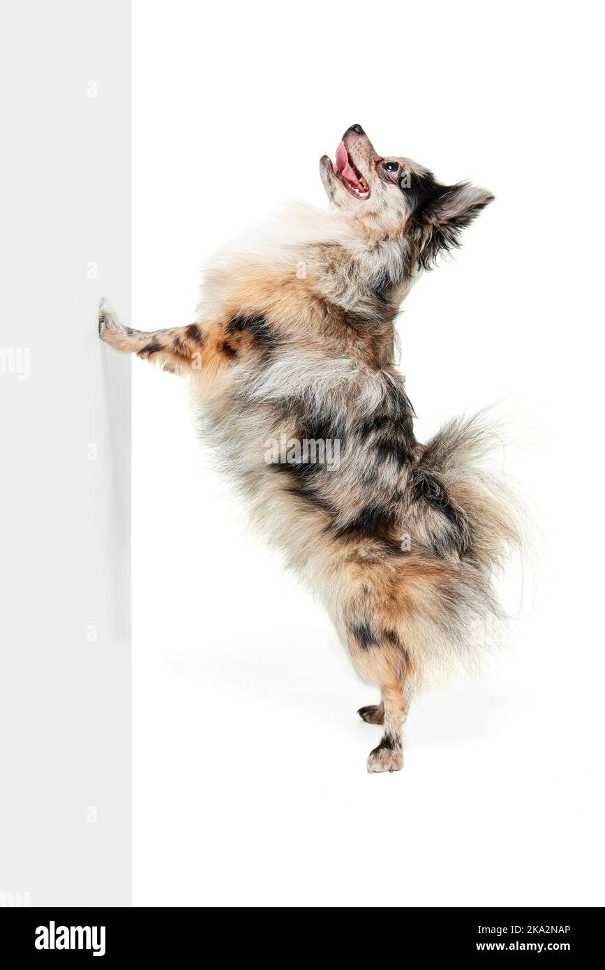 Portrait of cute small dog, Pomeranian spitz standing on hind legs and ...