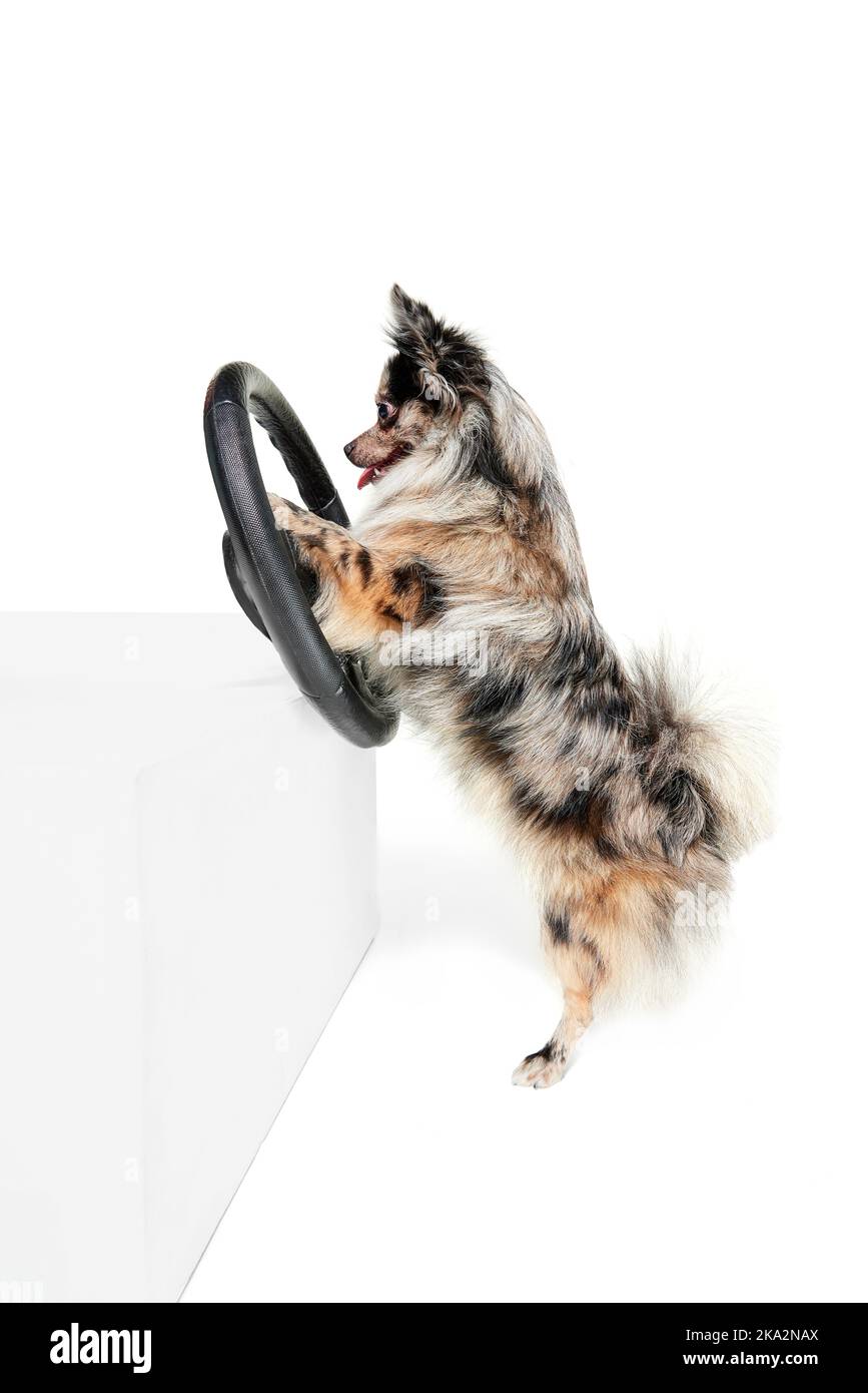 Portrait of cute small dog, Pomeranian spitz with automobile wheel ...