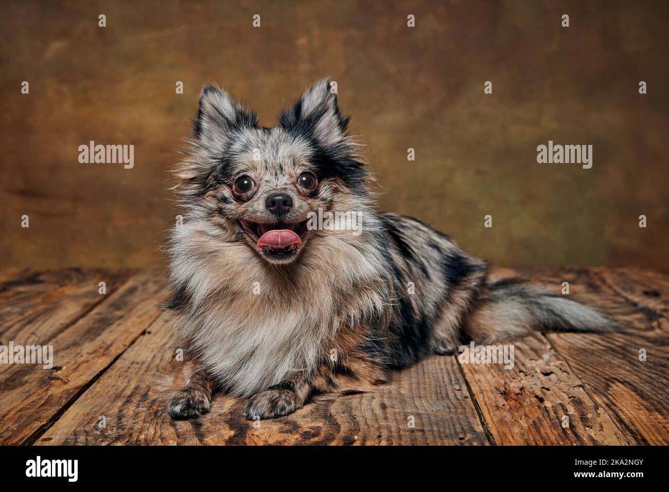 Pomeranian Aussie Mix