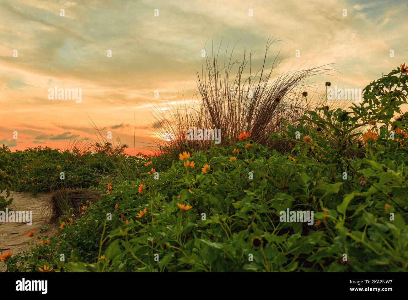 A beautiful orange sunset with wild yellow flowers on the beach ...
