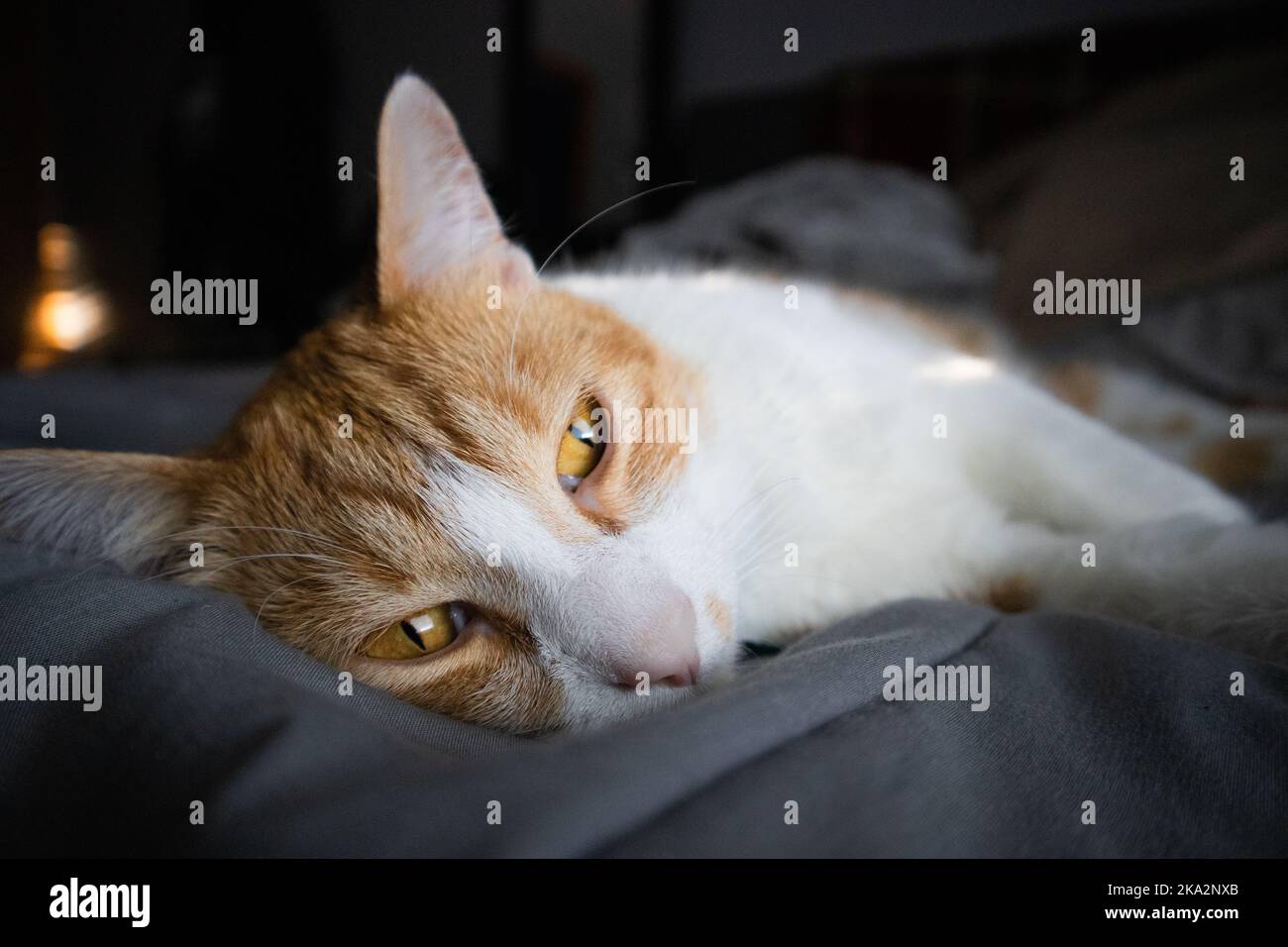 Close up cat meowing hi-res stock photography and images - Alamy
