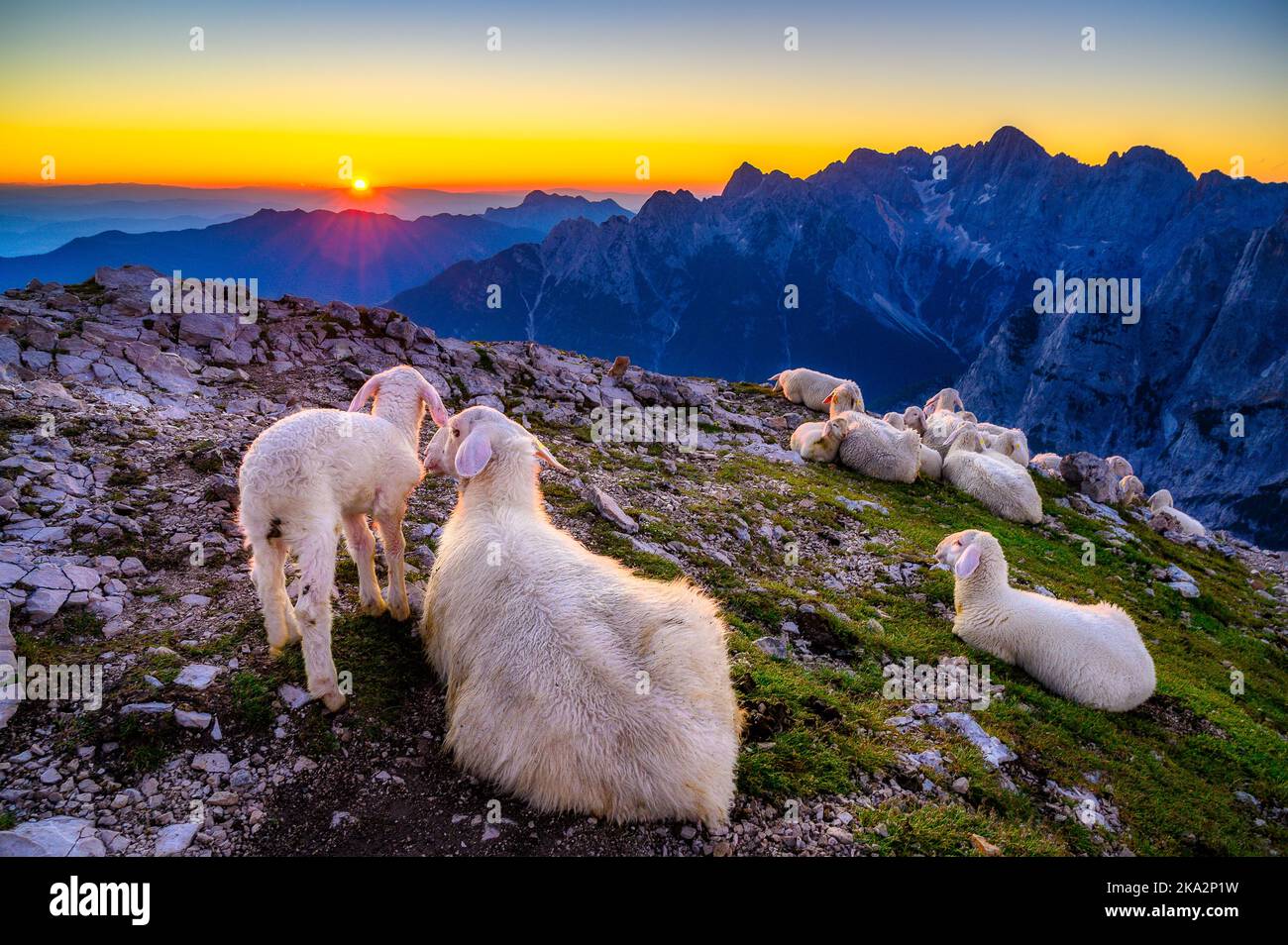 A small flock of Tiroler Bergschaf sheep resting on Herzogstand ...