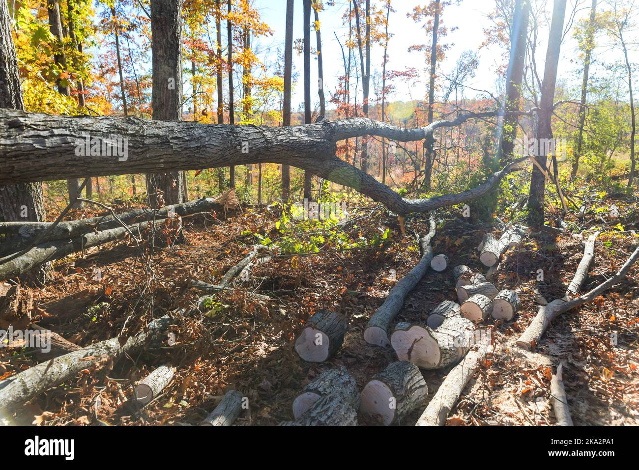 Trees that fell after the tornado in autumn park Stock Photo - Alamy