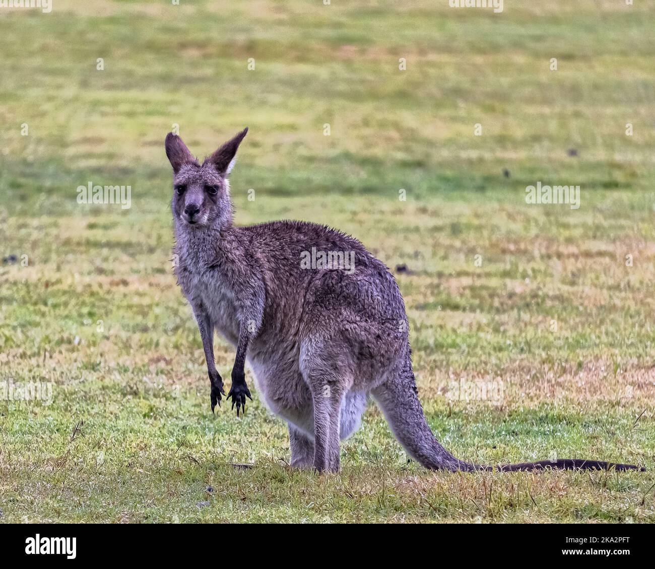 A closeup shot of an Eastern grey kangaroo in Brisbane, Australia Stock ...