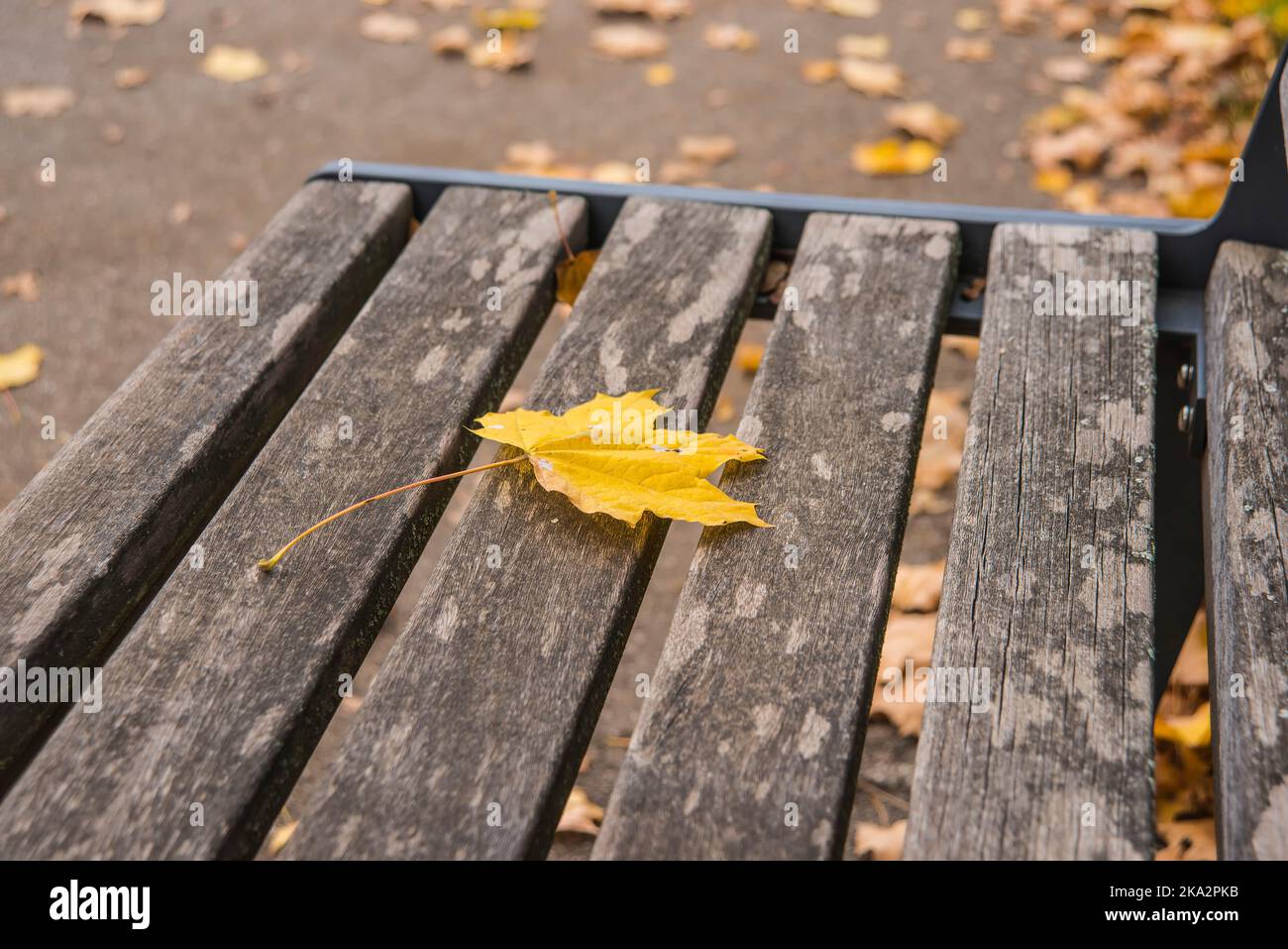 autumnal painted maple leaf on a park bench Stock Photo - Alamy