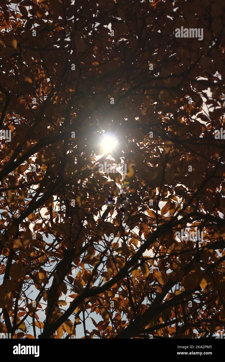 The bright sun shining thru the leafy autumn trees Stock Photo - Alamy