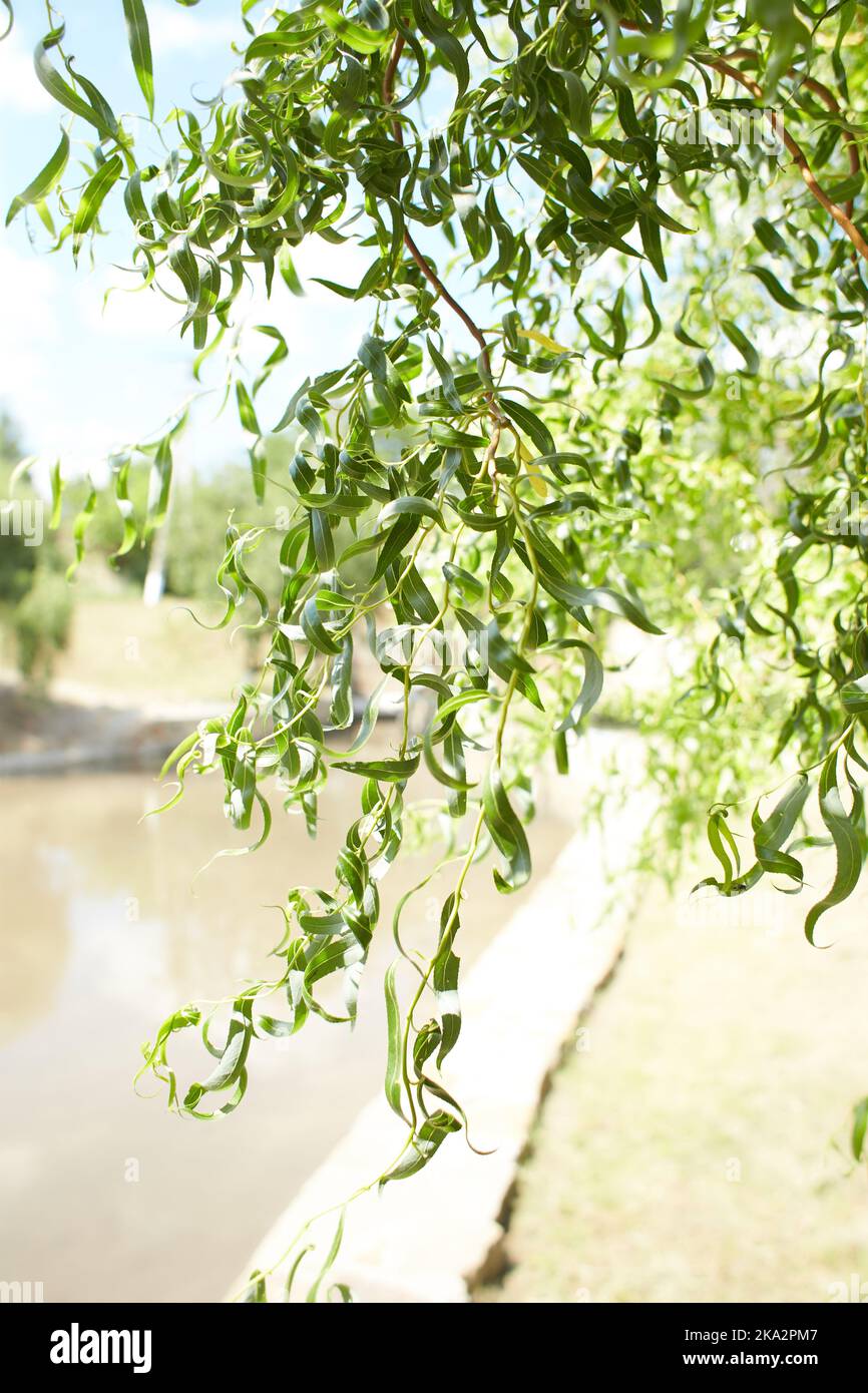 Young weeping willow tree hi-res stock photography and images - Alamy