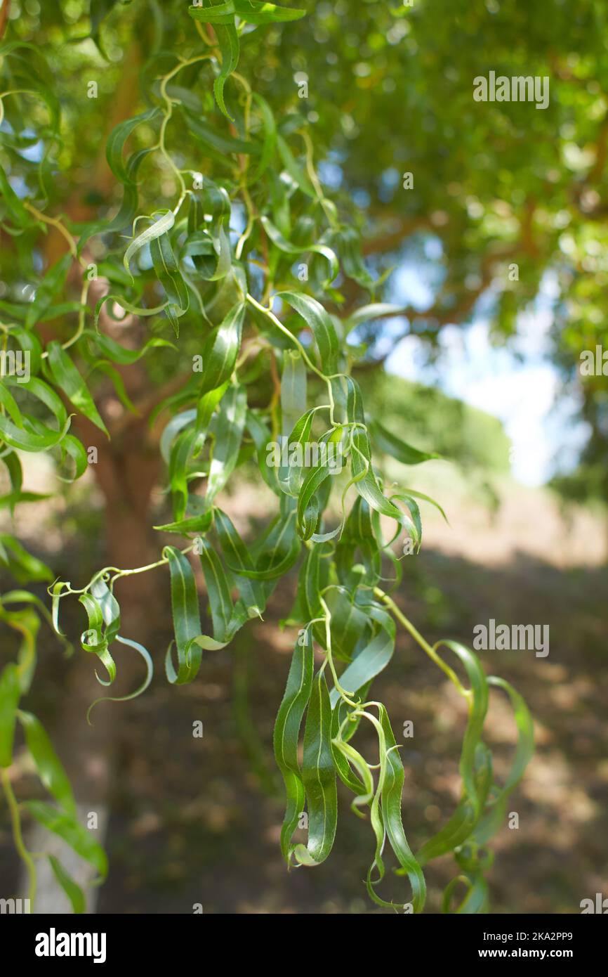 Young weeping willow tree hi-res stock photography and images - Alamy
