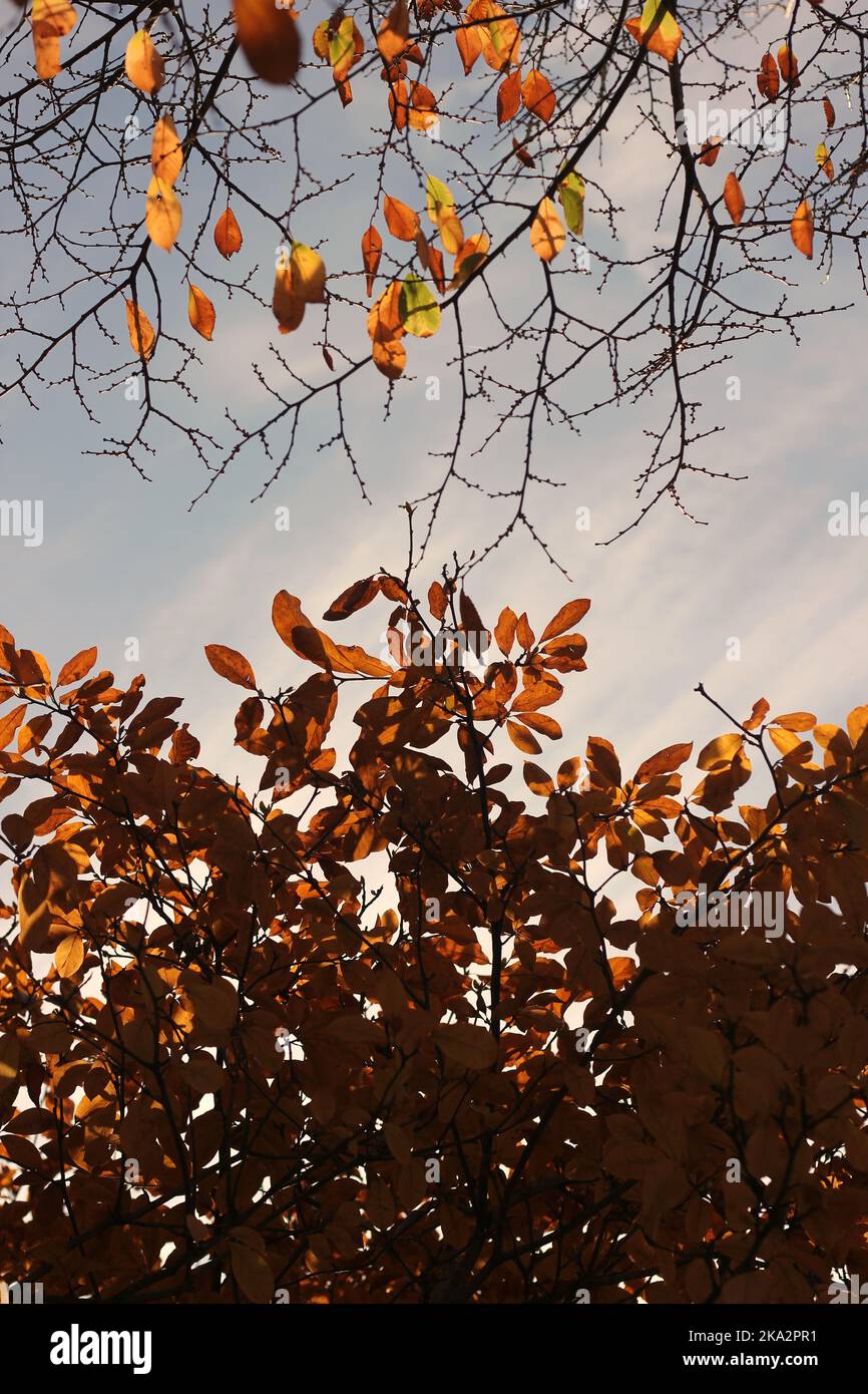 Golden autumn leaves bursting with bright colors Stock Photo - Alamy